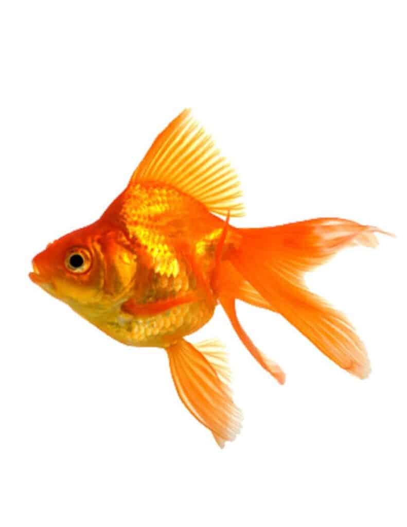 Tipos de Goldfish: Cola simple y Cola doble - Acuarios y Estanques Online