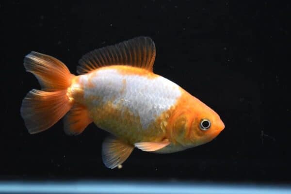 Tipos de Goldfish: Cola simple y Cola doble - Acuarios y Estanques Online