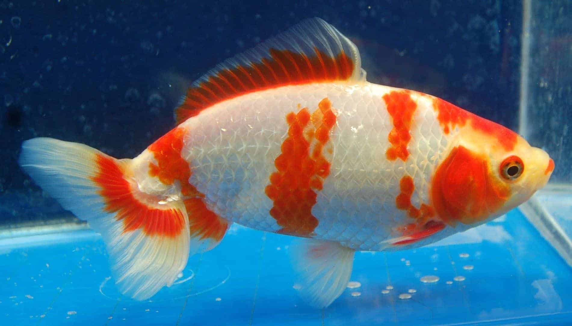 Tipos de Goldfish: Cola simple y Cola doble - Acuarios y Estanques Online